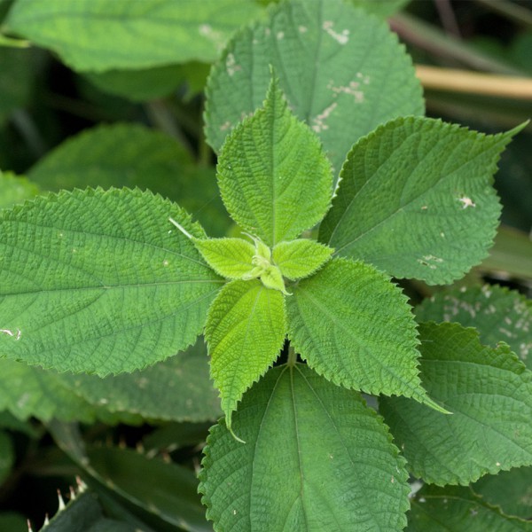 Ramie | Story of Nettle